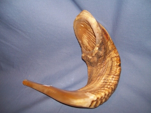 RARE RAM HORN - BIG RAMS HORN - UNIQUE RAMS HORNS - ONE OF A KIND RAM'S ...